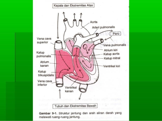 Anatomy and Physiology Heart/ Anatomi Fisiologi Jantung