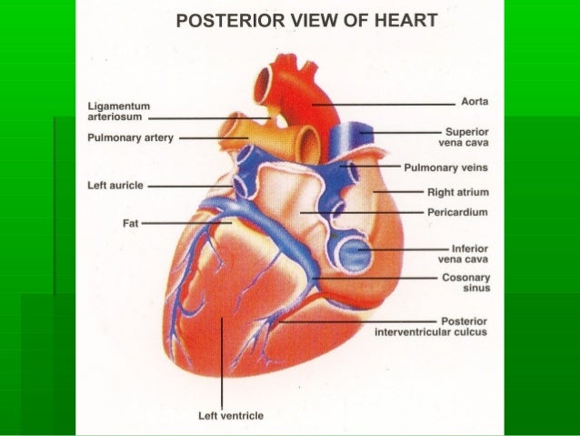 Anatomy and Physiology Heart/ Anatomi Fisiologi Jantung