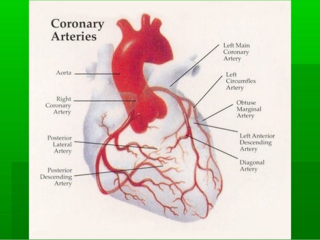 Anatomy and Physiology Heart/ Anatomi Fisiologi Jantung