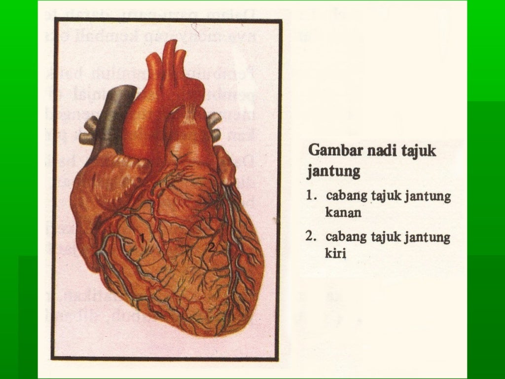 Anatomy and Physiology Heart/ Anatomi Fisiologi Jantung