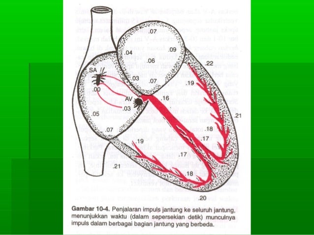 Anatomy and Physiology Heart/ Anatomi Fisiologi Jantung