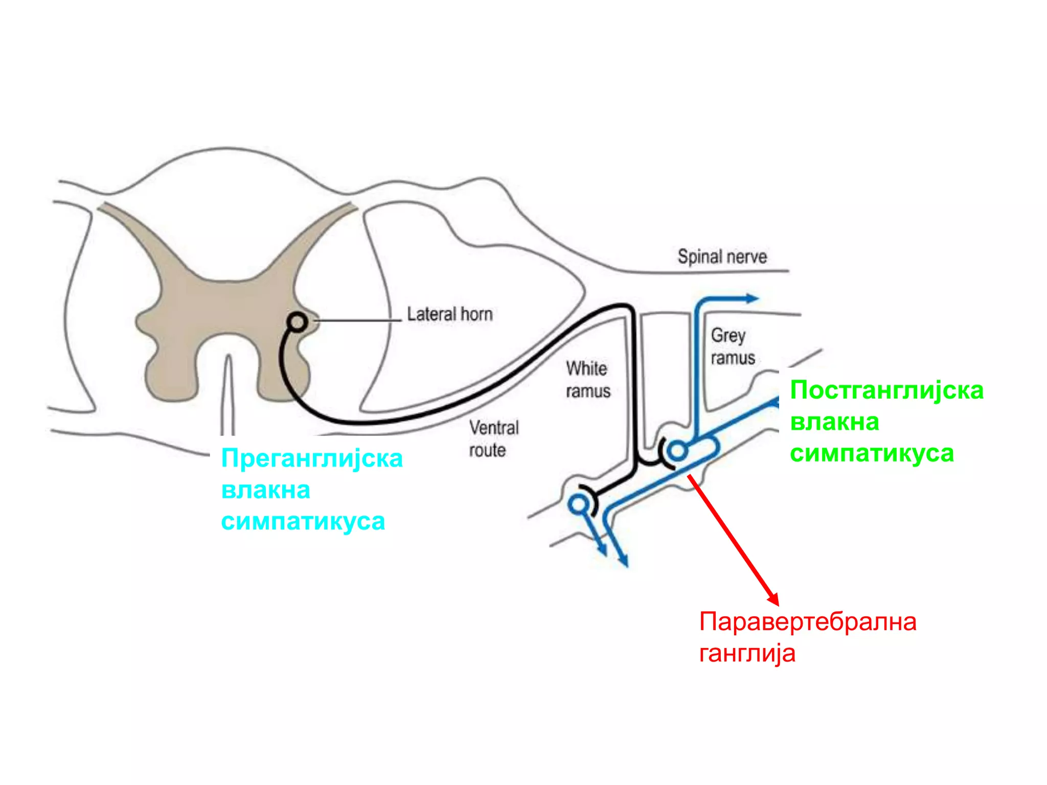 Autonomni nervni sistem | PPT