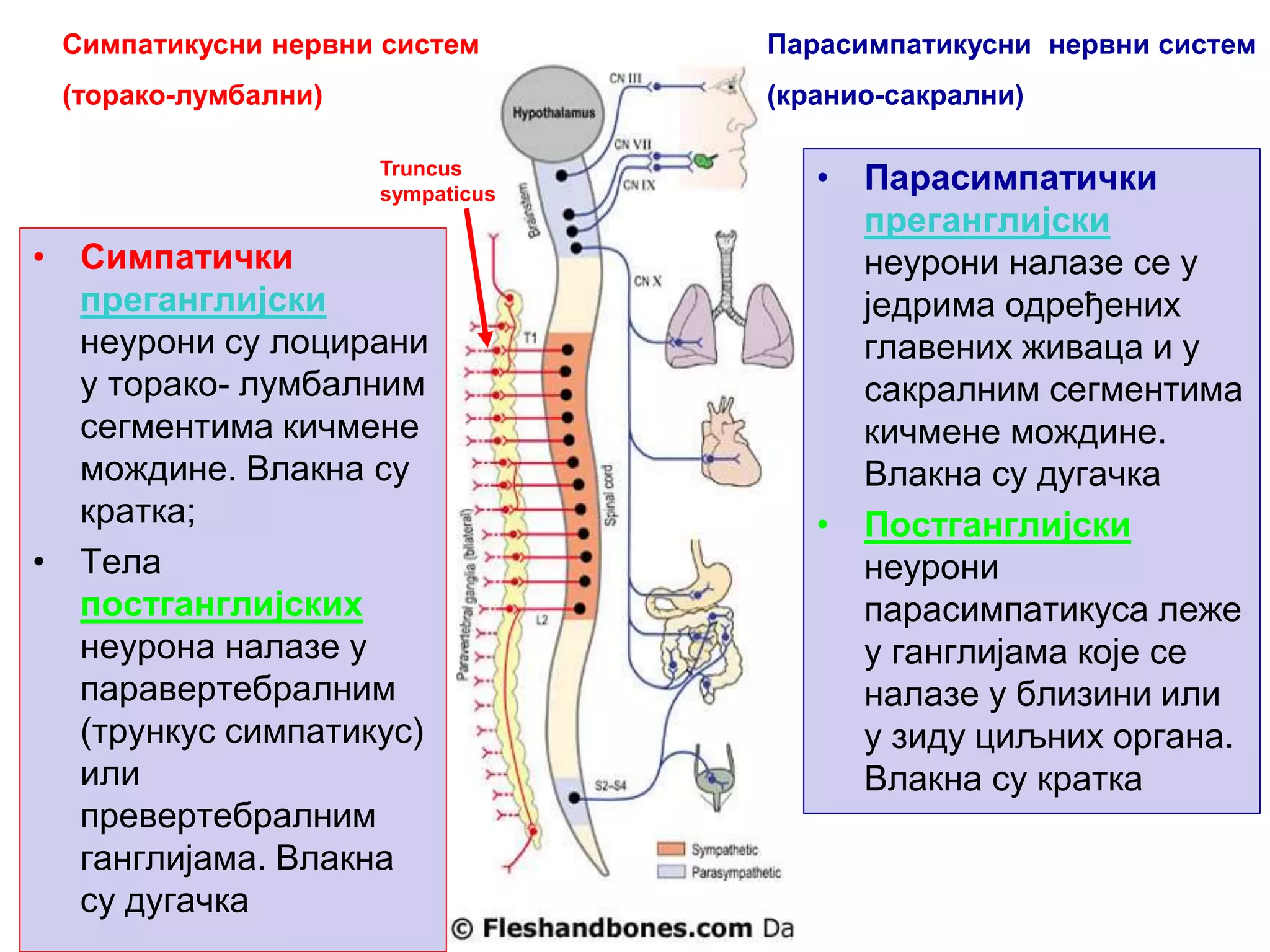 Autonomni nervni sistem | PPT