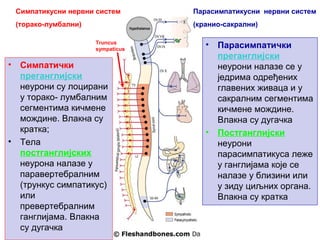 Autonomni nervni sistem | PPT