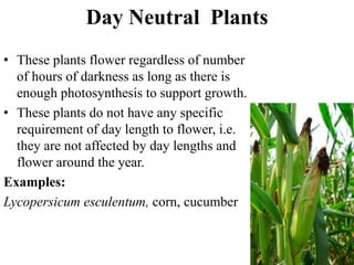 ubaidafzal018@gmail.com