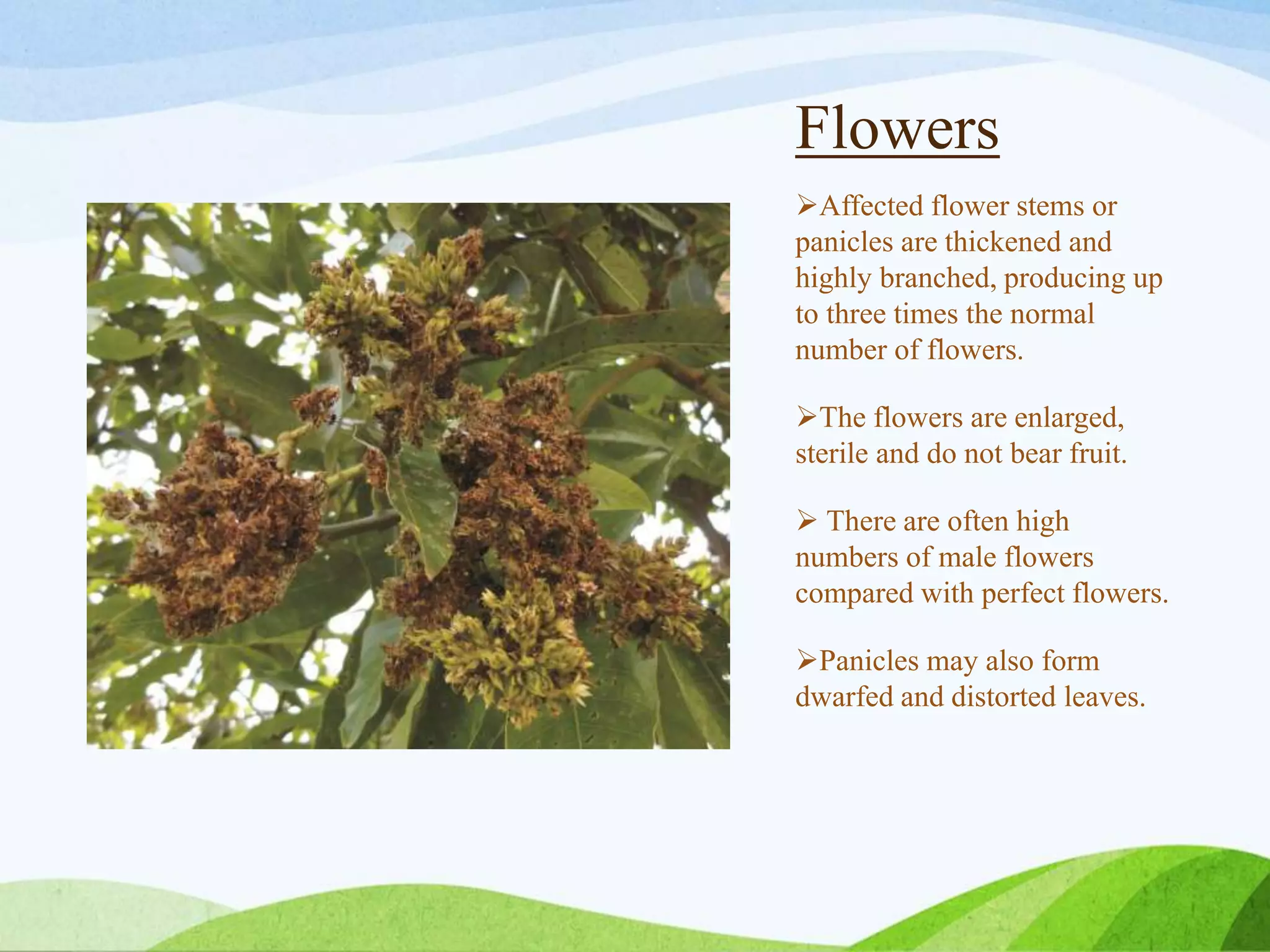 Mango Malformation and Ergot | PPTX