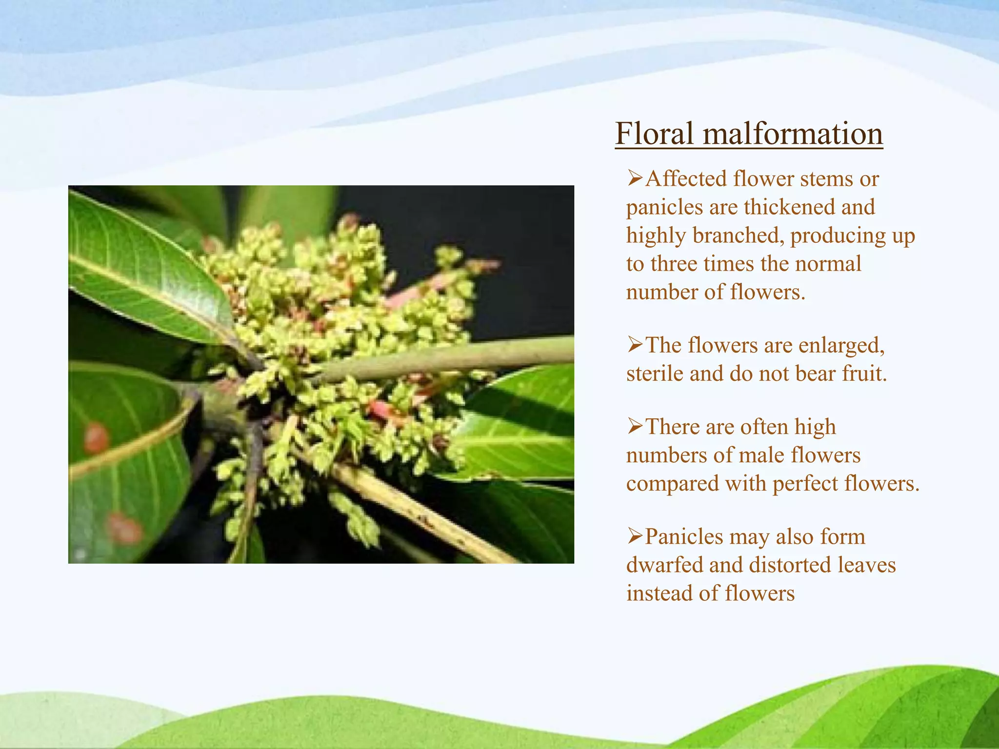 Mango Malformation and Ergot | PPTX