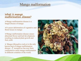 Mango Malformation and Ergot | PPTX