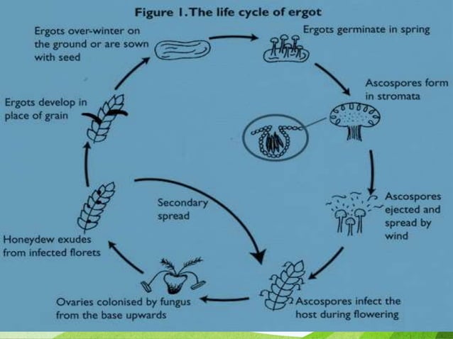 Mango Malformation and Ergot | PPTX | Gardening | Home & Garden