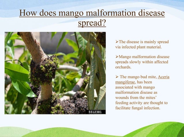 Mango Malformation and Ergot | PPTX | Gardening | Home & Garden