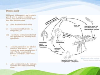 Mango Malformation and Ergot | PPTX