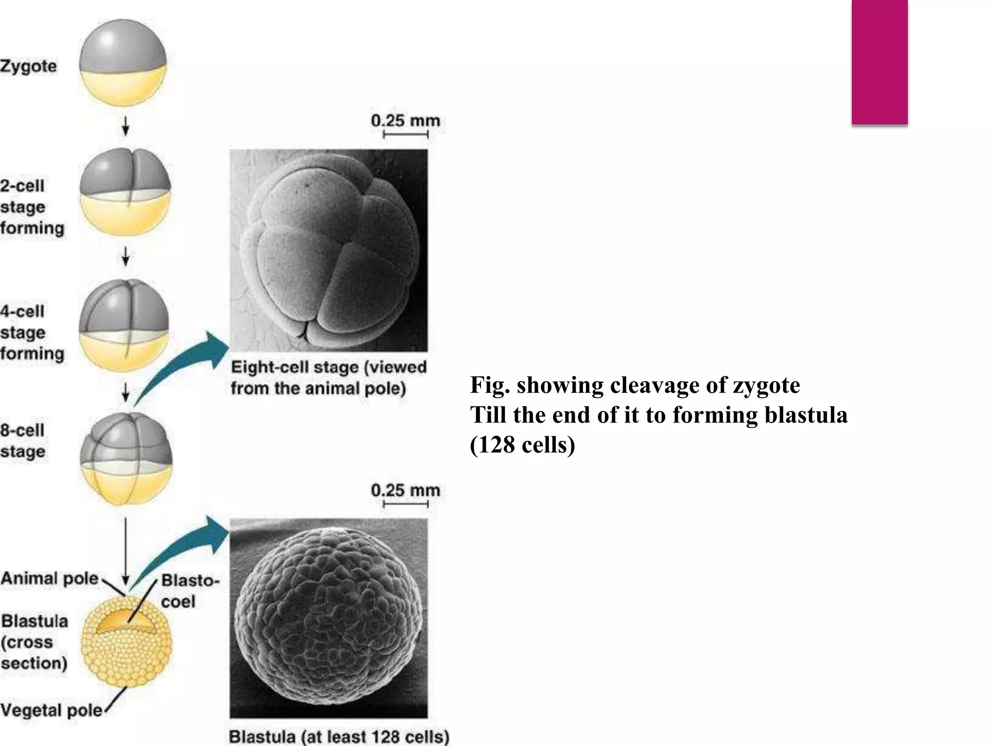 Zygote and its early development | PPTX