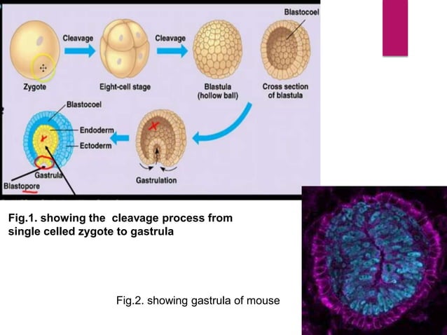 Zygote and its early development | PPTX