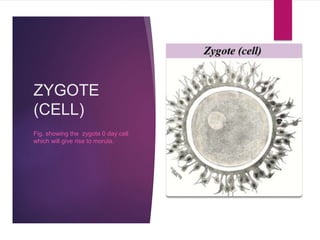 Zygote and its early development | PPTX