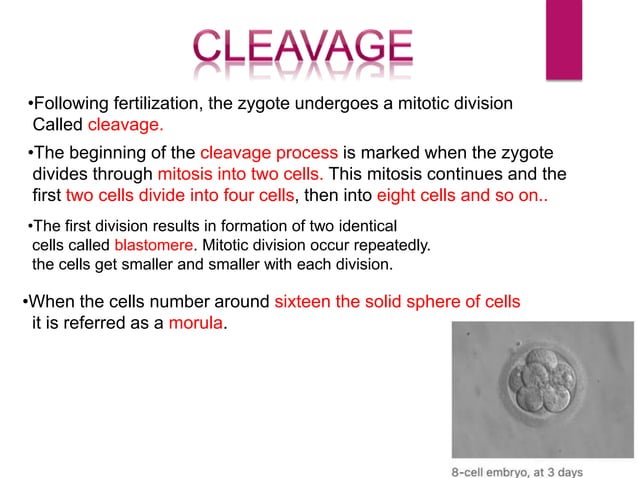 Zygote and its early development | PPT | Free Download