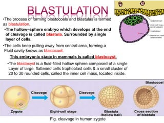 Zygote and its early development | PPTX