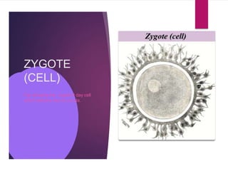 Zygote 2 | PPTX