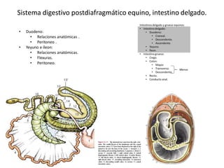Sist. digest. postdiafrag. y gd anexas equino..pdf