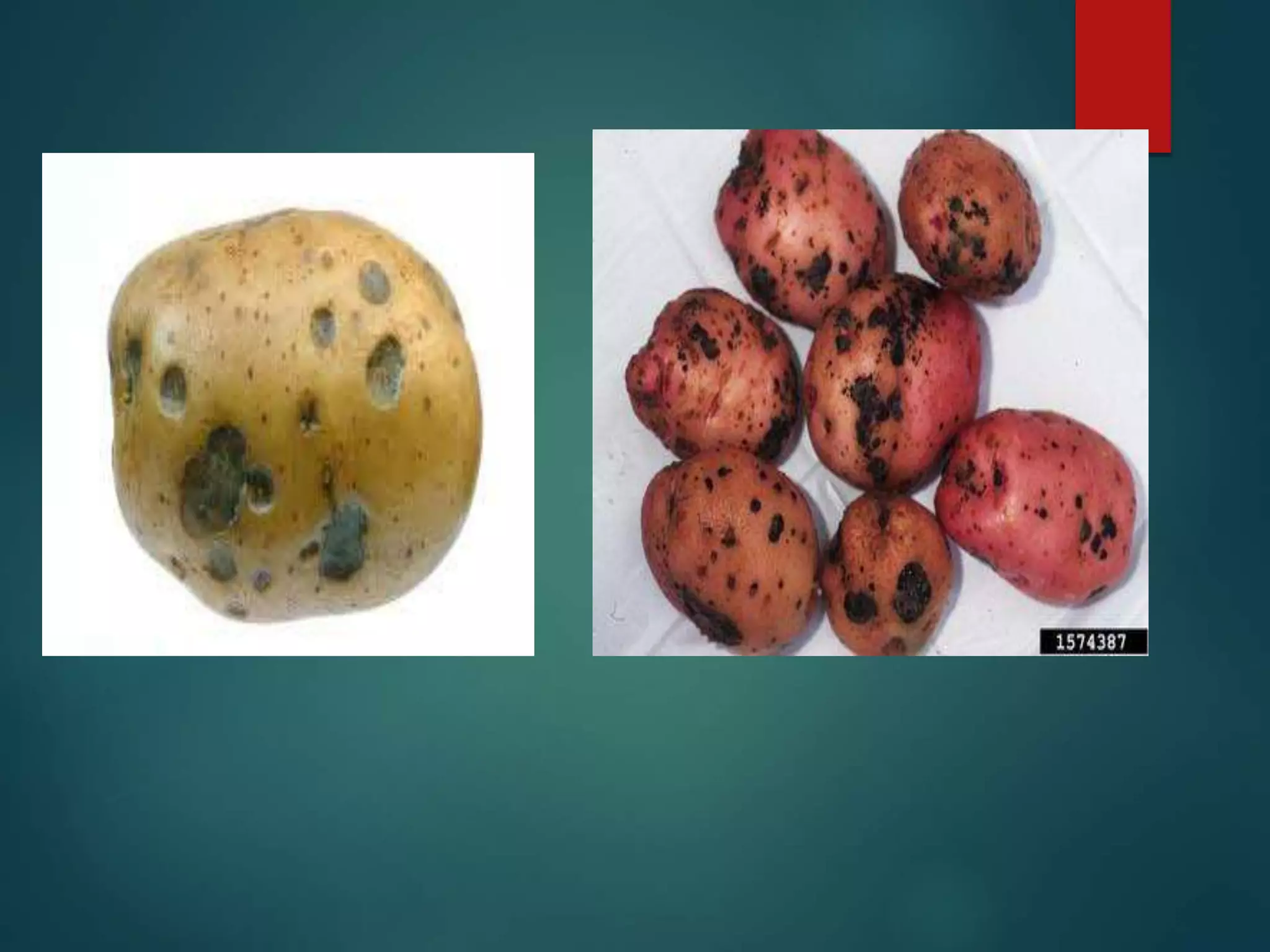Black heart of potato | PPTX