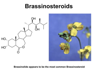 008 Brassinosteroids.ppt