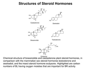 008 Brassinosteroids.ppt