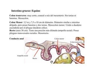 008 Dig postdiafrag Equino sistema digestivo.pdf