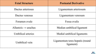 Fetal and regional circulation / Fetal and regional circulation.pdf