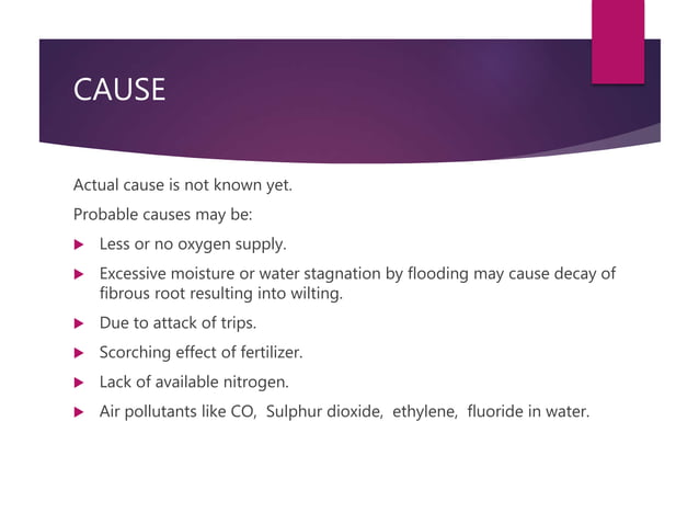Tip burn of paddy | PPTX