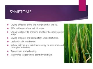 Tip burn of paddy | PPTX