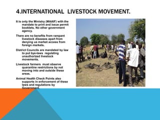 LAWS GOVERNING MOVEMENT OF LIVESTOCK & PRODUCTS IN | PPT