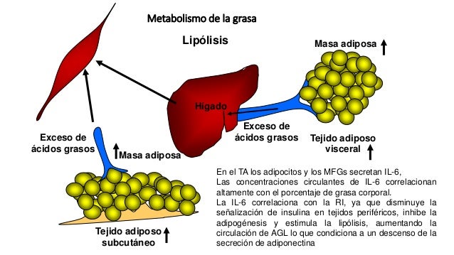 Generalidades: obesidad, tejido adiposo y resistencia a la insulina: