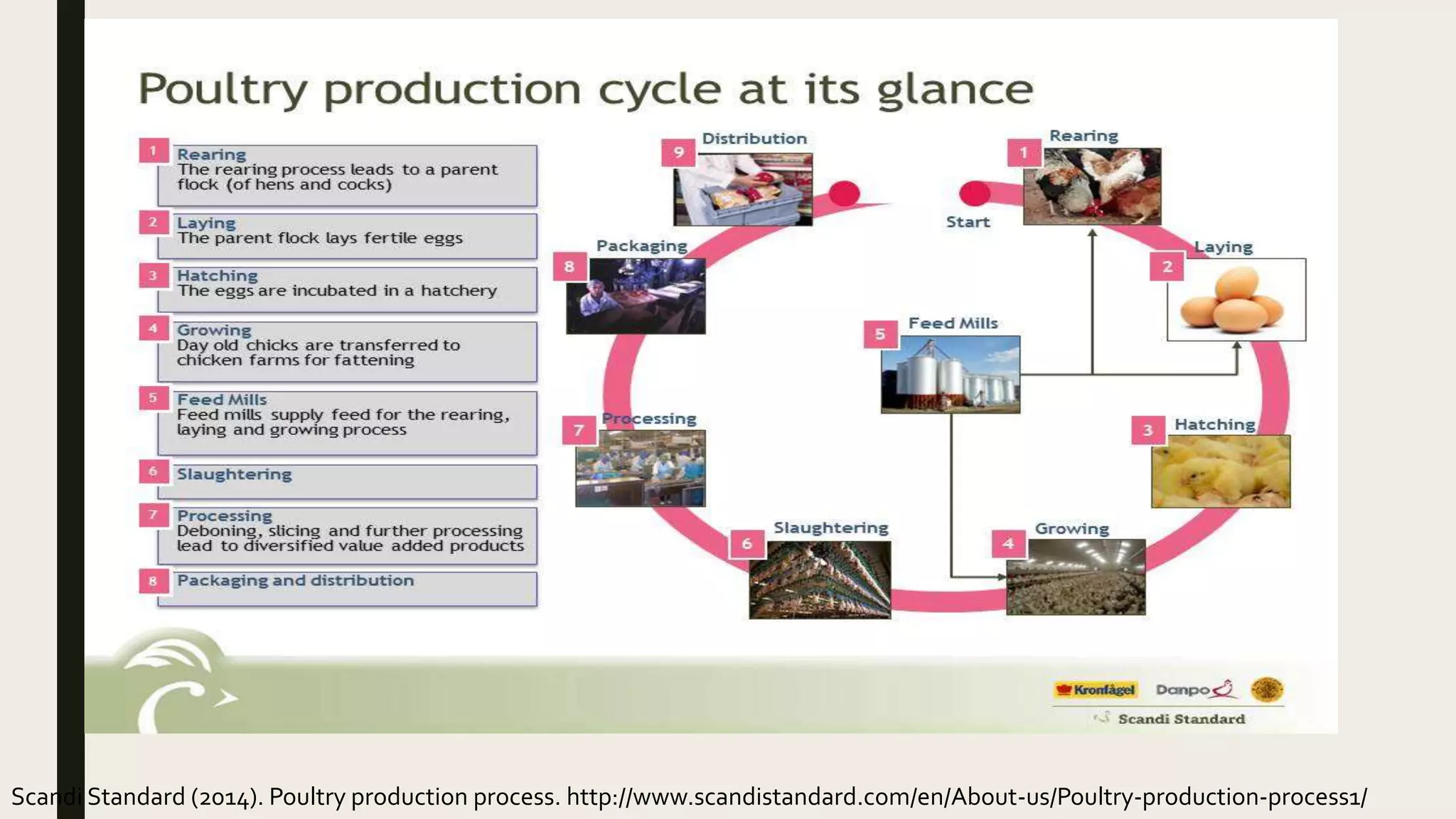 Poultry Production | PPTX