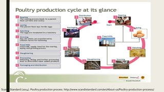 Poultry Production | PPTX