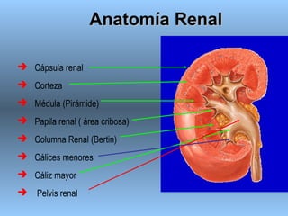 00 anatomía y fisiología renal | PPT