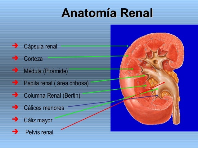 00 anatomía y fisiología renal