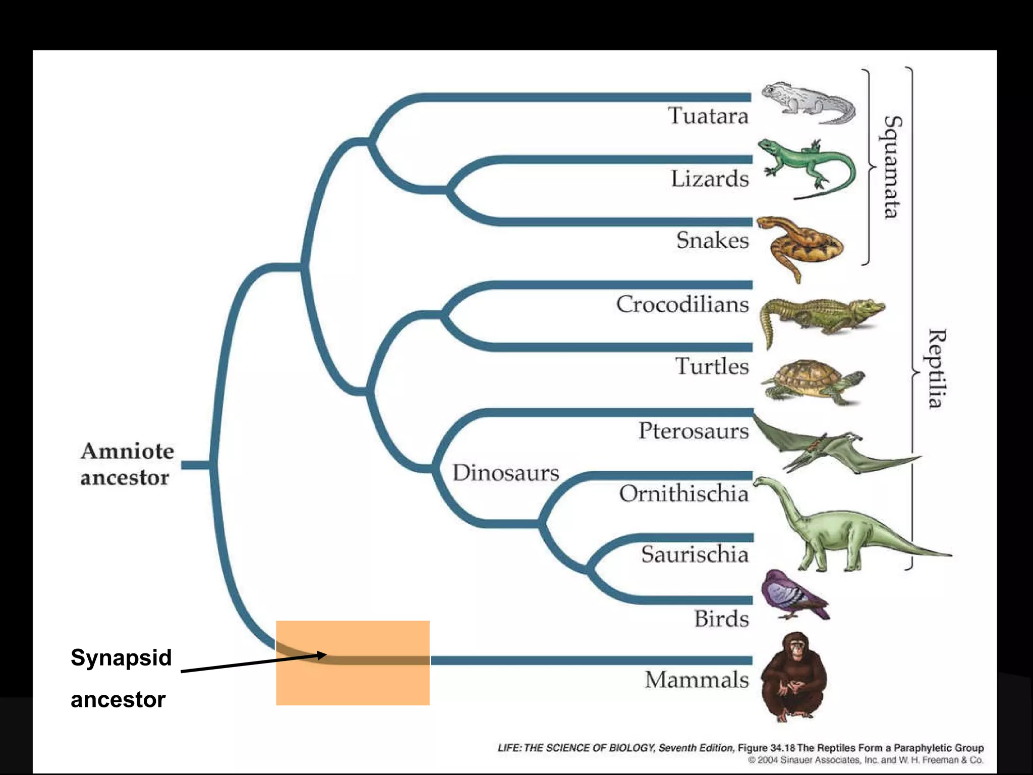 00 Anatomy Framework | PPT | Biological Sciences | Science