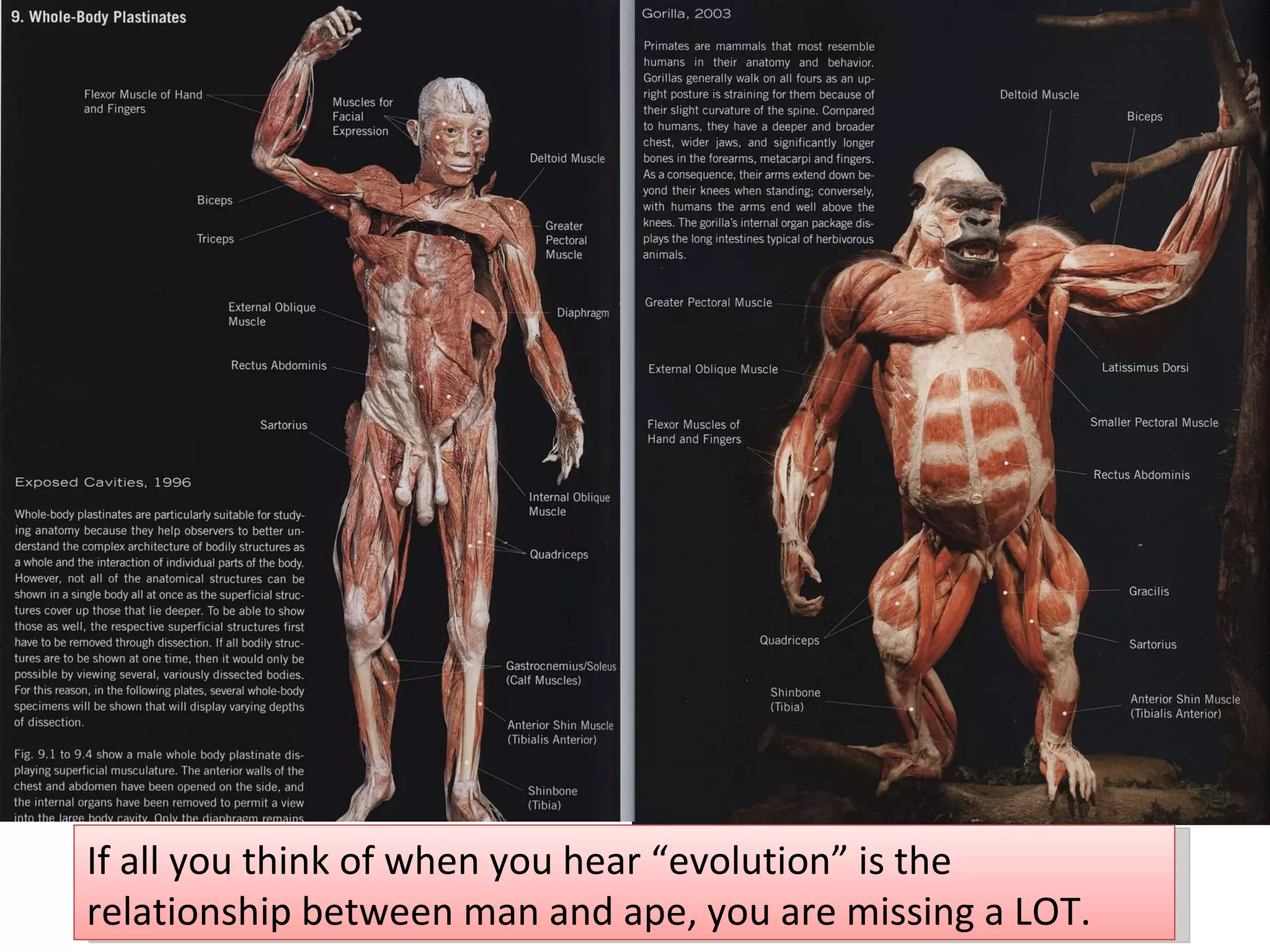 00 Anatomy Framework | PPT | Biological Sciences | Science