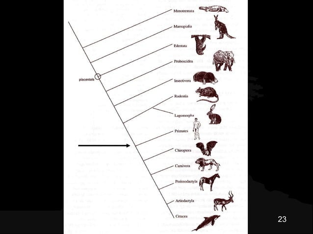 00 Anatomy Framework | PPT | Biological Sciences | Science