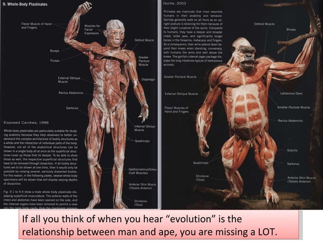 00 Anatomy Framework | PPT | Biological Sciences | Science