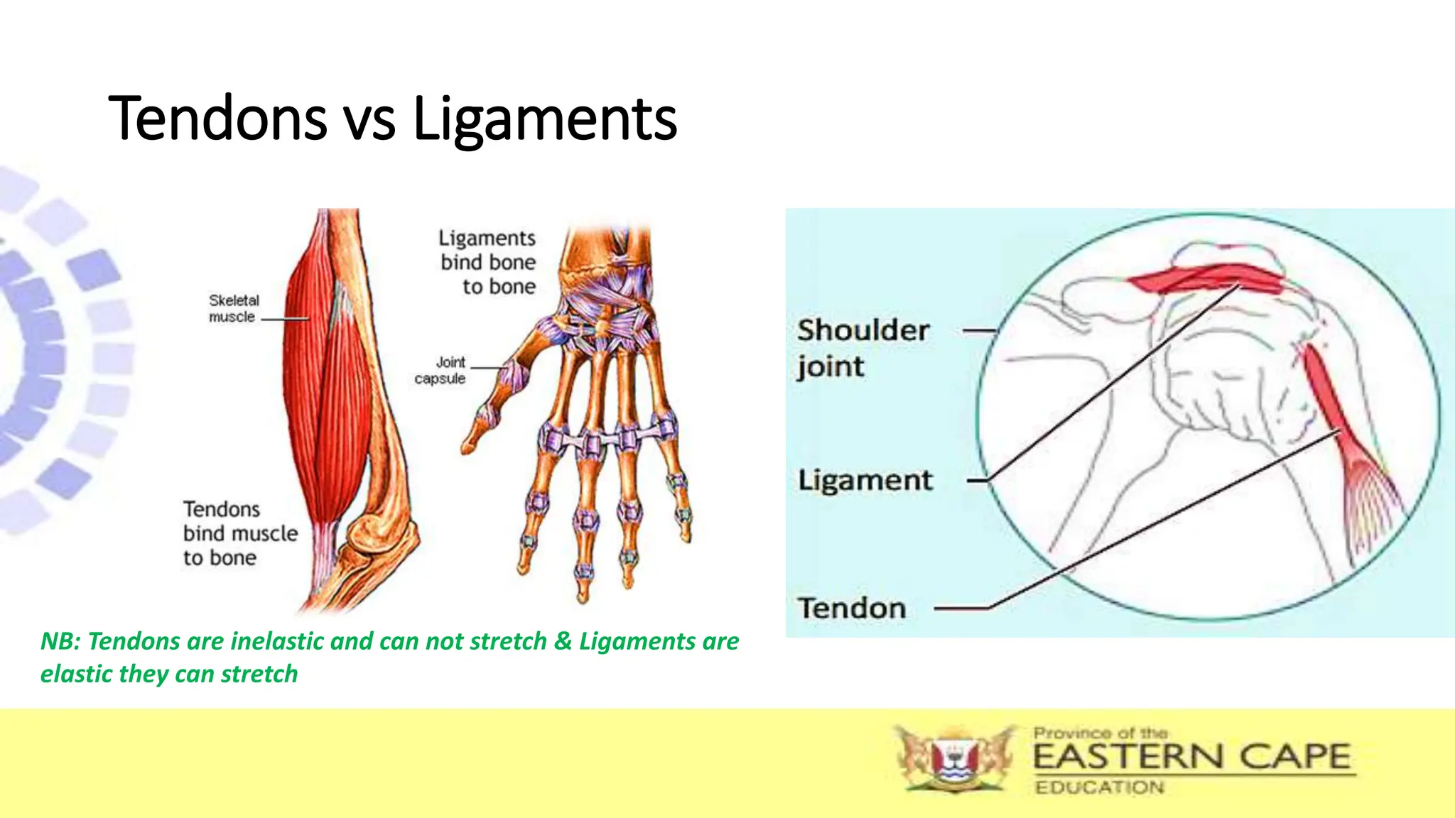 00 Life Sciences Grade 10 PPT Connective Tissues.pptx