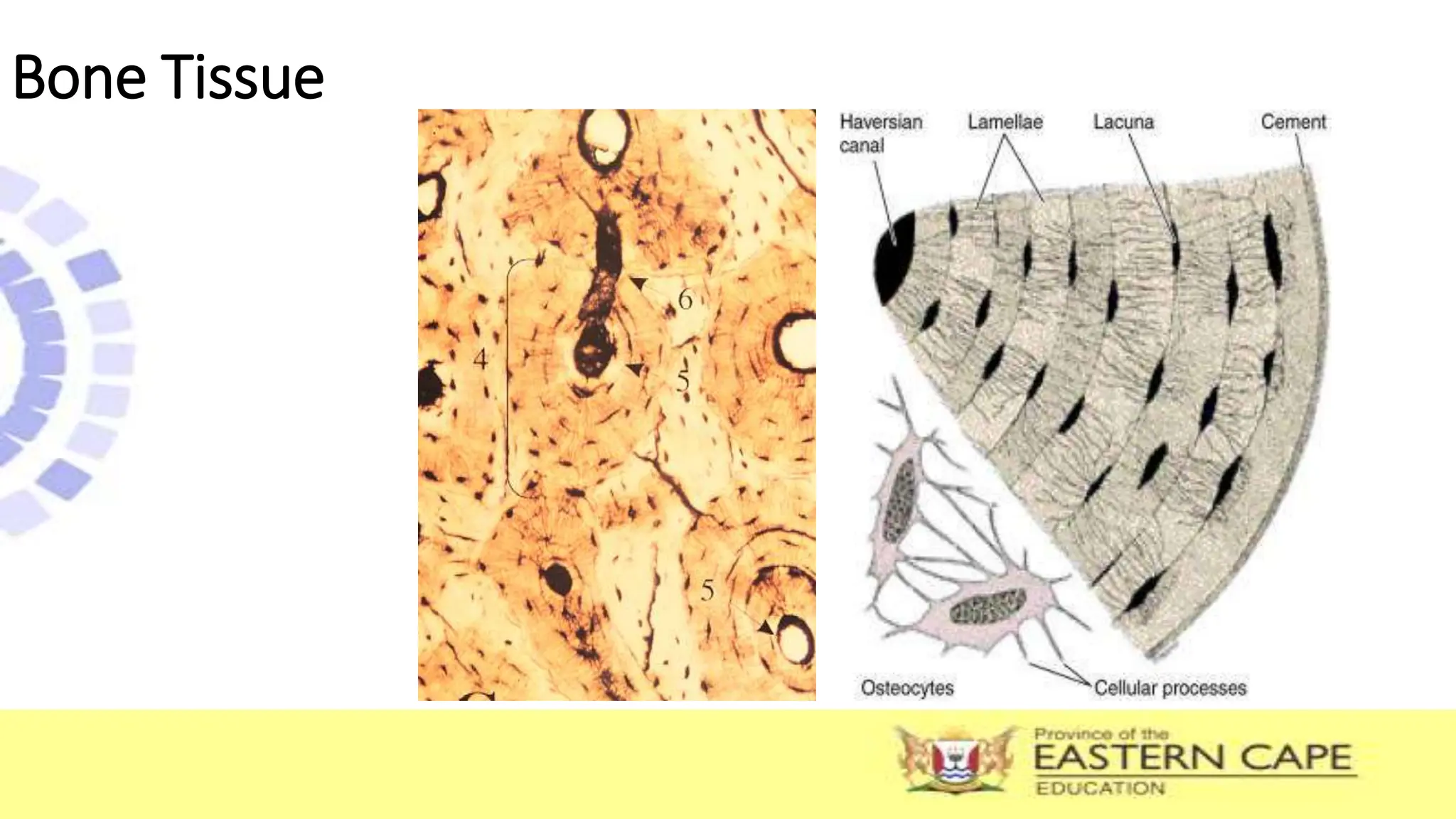 00 Life Sciences Grade 10 PPT Connective Tissues.pptx