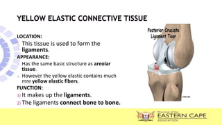 00 Life Sciences Grade 10 PPT Connective Tissues.pptx