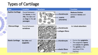 00 Life Sciences Grade 10 PPT Connective Tissues.pptx