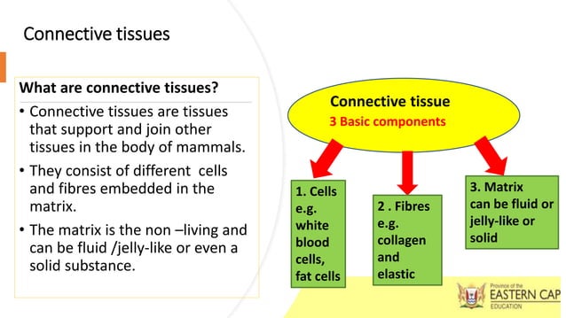 00 Life Sciences Grade 10 PPT Connective Tissues.pptx