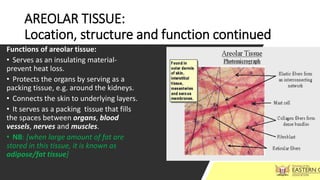 00 Life Sciences Grade 10 PPT Connective Tissues.pptx
