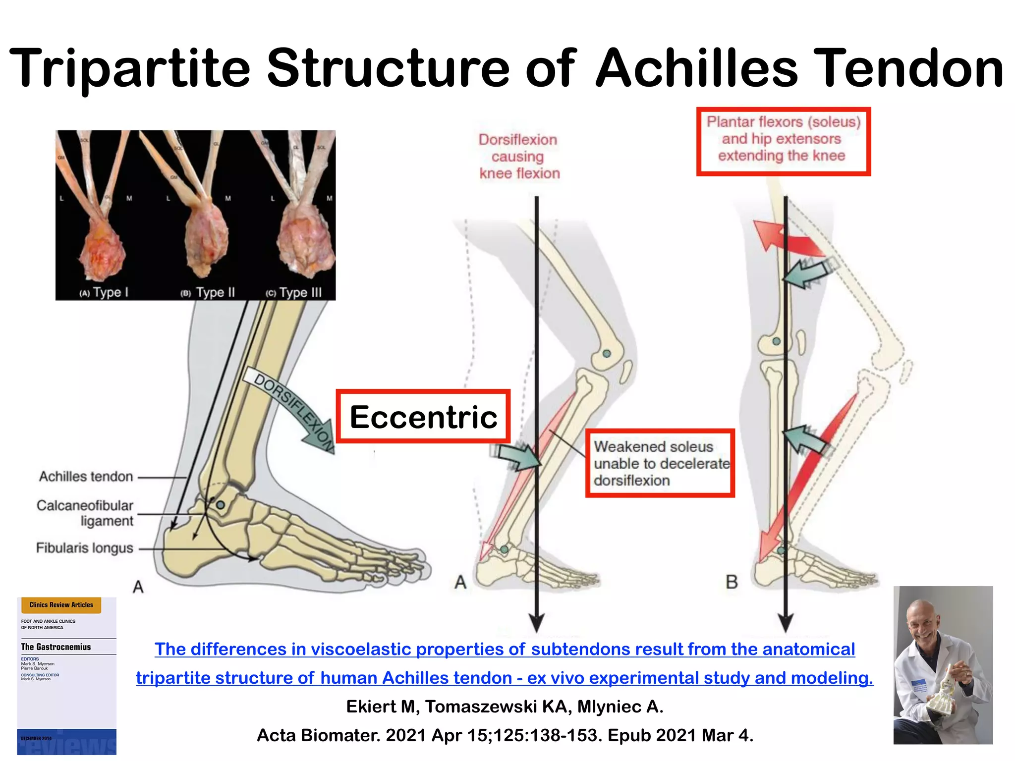 The Battle 2021 Castrocaro Terme (Italy). Achilles Insertional ...