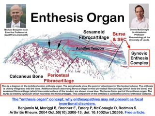 The Battle 2021 Castrocaro Terme (Italy). Achilles Insertional ...