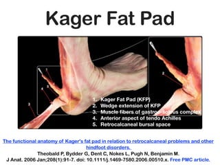 The Battle 2021 Castrocaro Terme (Italy). Achilles Insertional ...