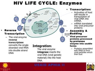 Hiv Replication Diagram