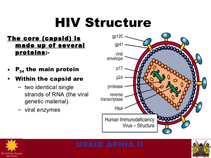 01.02 biology of hiv
